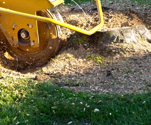 Stump Grinding Sunshine Coast | Stump & Root Grinding and Removal
